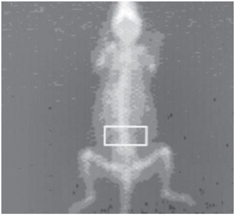 Positioning Of The Mice Mouse Is Placed In Prone Position Download Scientific Diagram