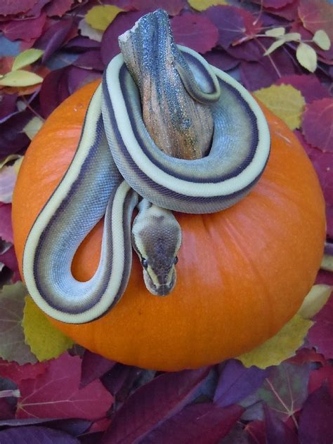 Pumpkin Python Ball Gallery