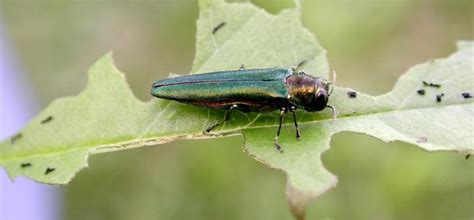Arthraxon Hispidus Small Carpgrass Invasive Species