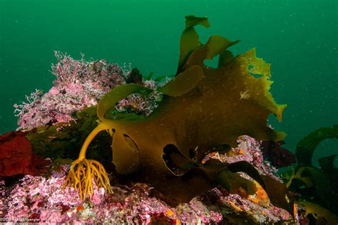 Southern Stiff Stiped Kelp Laminaria Setchellii Spanglers Scuba