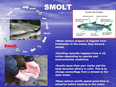 Ppt Salmon Life Cycle Powerpoint Presentation Free Download Id1742071