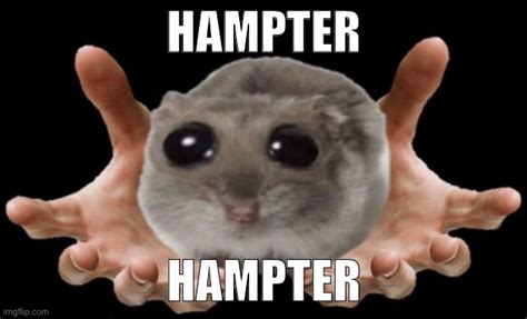 Hampter Imgflip