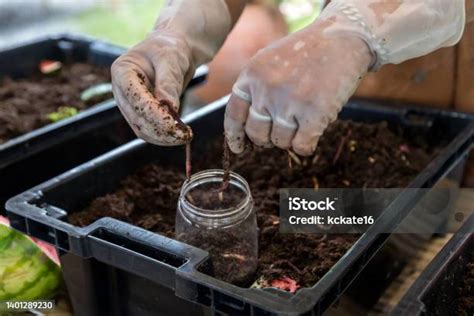 유기 비료 농업 개념을위한 지렁이 지렁이와 함께 퇴비를 들고있는 손 손에 벌레를 보여주는 농부 50 54세에 대한 스톡 사진 및