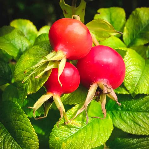 Foraging Rose Hips And Wild Rose Identification Harvesting And Uses