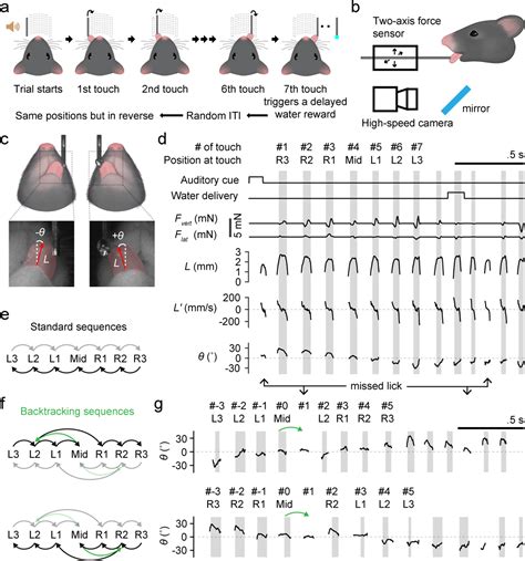 Cortical Processing Of Flexible And Context Dependent Sensorimotor Sequences Pmc