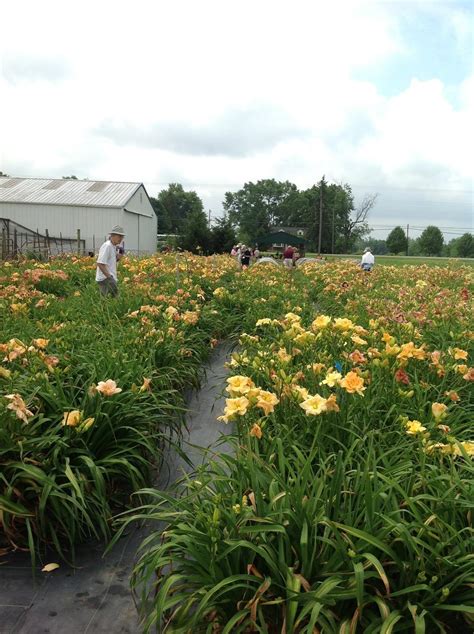 Atp Series The Daylilies Of Joel Thomas Polston In The Daylilies Forum