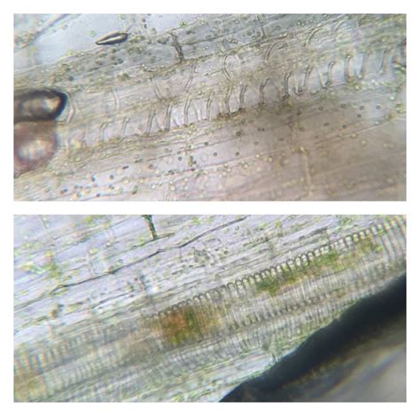 Brittany And Alexis Armstrong Plant Biology Lab