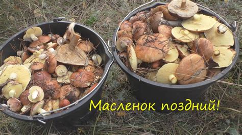 Море маслят В хвойный лес за масленком Youtube