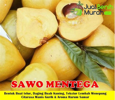 Bibit Sawo Mentega Berbuah Lebat Rawa Bibit