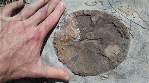 Few Fossil I Need Help With Fossil ID The Fossil Forum