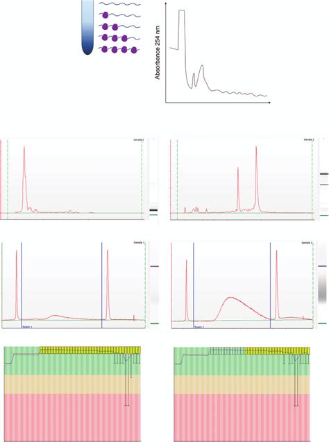 Polysome Profiling Followed By RNA Seq During Cardiomyogenic Download Scientific Diagram