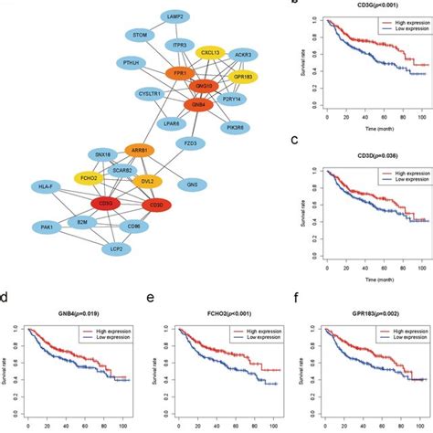 A Comparison Of The Survival Curves Of Gcb Subtype And Non Gcb Subtype