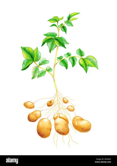 Diagram Showing A Potato Plant With Stem Leaves And Its Tubers Growing