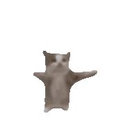 Jumping Cat S Tenor