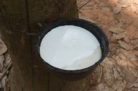 Rubber Latex Of Rubber Trees Stock Image Image Of Natural Material