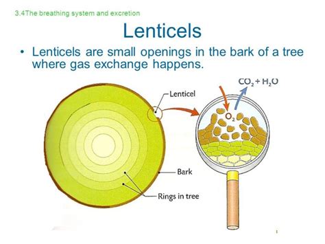 Exchange Of Gases In Plants Explain How The Exchange Of Gases Occurs In Plants Across The