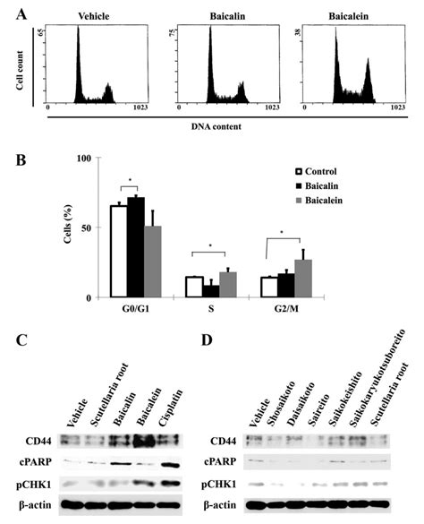 Induced Overexpression Of Cd44 Associated With Resistance To Apoptosis