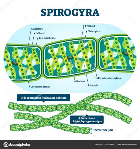 Green Algae Cell Diagram