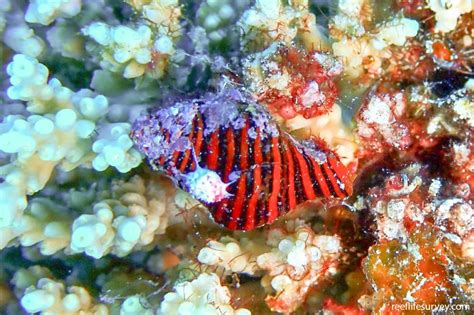 Latirus Amplustre Reef Life Survey