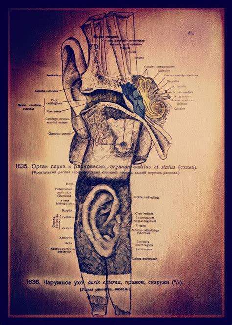 Sexual Misunderstanding On Behance