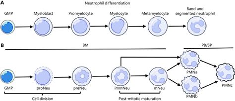 Neutrophil Differentiation In Steady State A Traditional