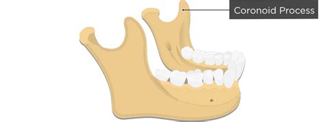 Condyloid Process And Mandibular Condyle
