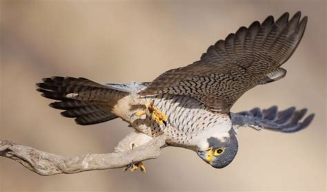 Peregrine Falcon Diet And Size Feeding Habits Predators And