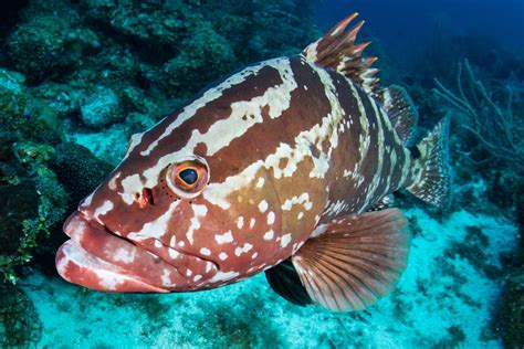 A Guide To The Different Types Of Grouper American Oceans