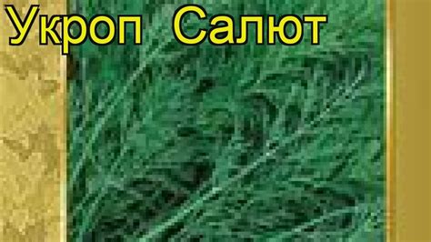 Укроп Салют (Укроп Salyut). Краткий обзор, описание характеристик, где ...