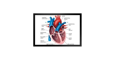 Corazón Humano Etiquetado Con Arterias