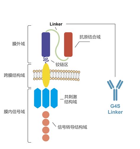 G4s Linker Recombinant Rabbit Mab Biotin Conjugate S 711 23 斯达特公司官网