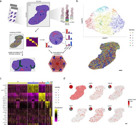 Spatial Transcriptomics To Define Transcriptional Patterns Of Zonation And Structural Components