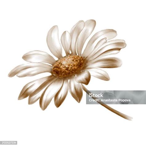 손으로 그린 수채화 그림 와 카모마일 꽃 흰색 배경에 고립되어 있습니다 식물 그림입니다 당신의 프로젝트 인쇄 본 직물 직물을 위해 세피아 색 구성표 개화기에 대한 스톡 벡터