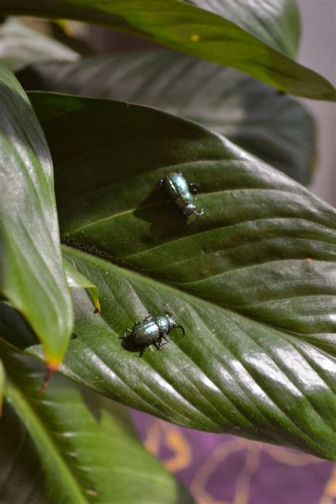 I Sculpted Some Beetles Thought You Guys Might Enjoy Them 🪲🐞🌿