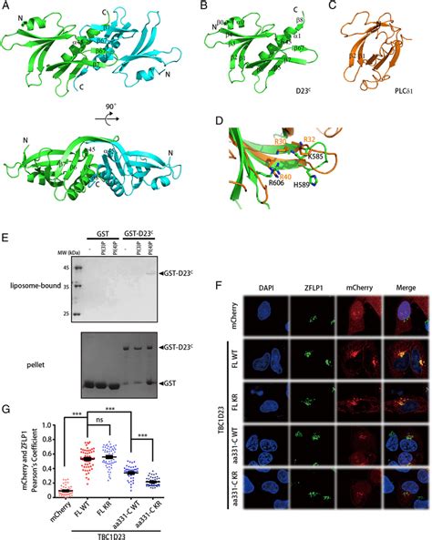 Crystal Structure Of Tbc1d23 C Terminal Domain Reveals That It Is An Download Scientific