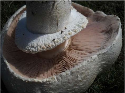 Мицелий Шампиньона крупноплодного Шампиньон крупноспоровый Agaricus ...