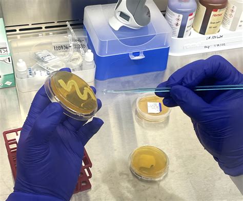 Microbial Identification Trace Analytics The Aircheck Lab