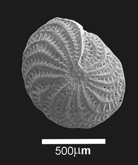 The Logarithmic Spiral The Myth Of The Golden Ratio
