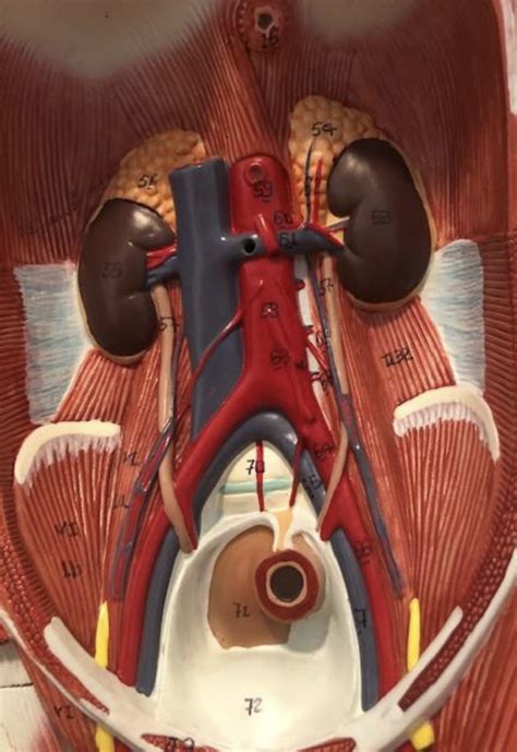 Mini Man Continued Part 3 Diagram Quizlet
