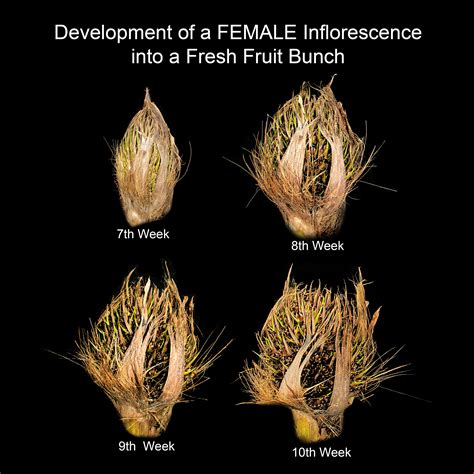 Development Of Oil Palm Fruits