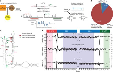 Pars Reveals The Landscape Of Human Rna Structure A Experimental Download Scientific Diagram