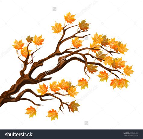 Maple Tree Sketch At Explore Collection Of Maple