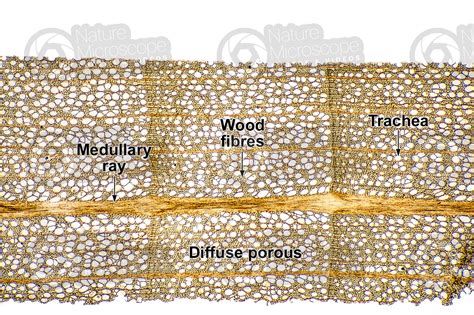 Fagus Sylvatica European Beech Stem Transverse Section 32x Stem Fagus Sylvatica