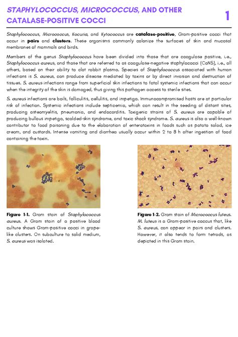 Staphylococcus And Micrococcus Overview Cocci Characteristics