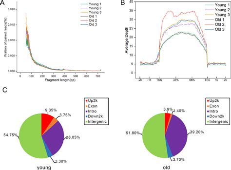 Atac Seq Chromatin Accessibility Analysis In Young And Old Sat A