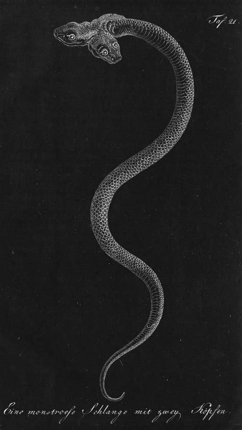 Taf Two Headed Snake Biodiversity Heritage Library