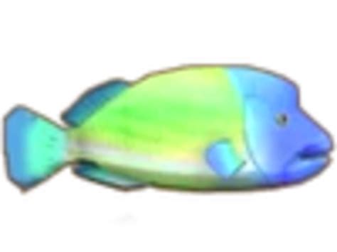 Hump Head Wrasse Dinkum Pedia