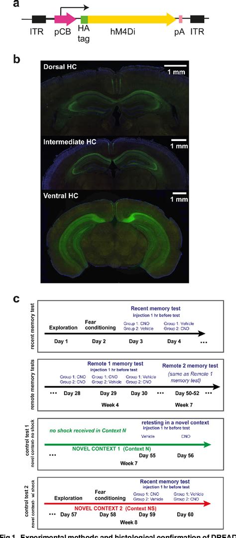 Figure 1 From Tracking The Time Dependent Role Of The Hippocampus In Memory Recall Using Dreadds