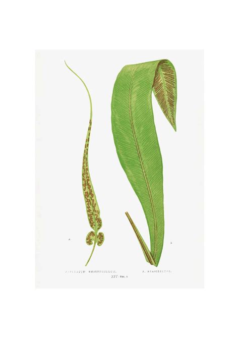 Asplenium Rhizophyllum American Walikng Fern And A Brasiliense From