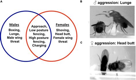 Frontiers The Neuromodulatory Basis Of Aggression Lessons From The